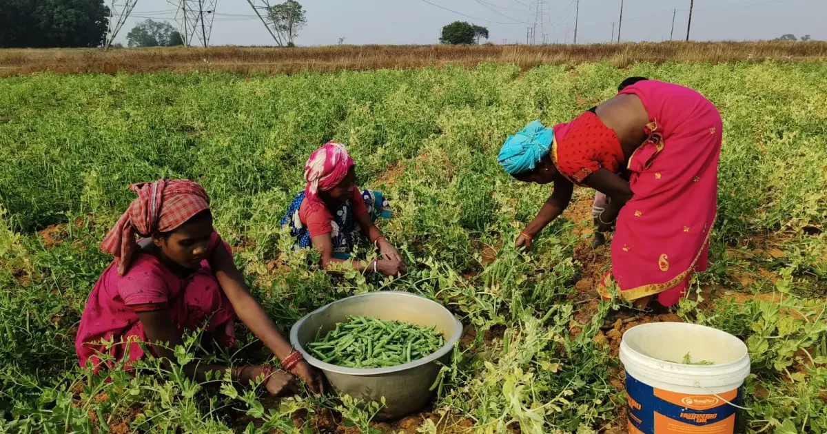 Agribusiness | GOPA